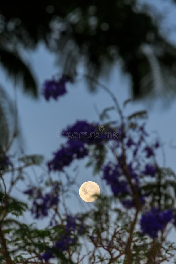 Full Moon Over the Trees in Egypt Stock Photo - Image of meteorite ...