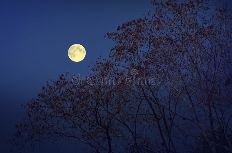 Full Moon Over the Trees in Fall Season Stock Image - Image of ...
