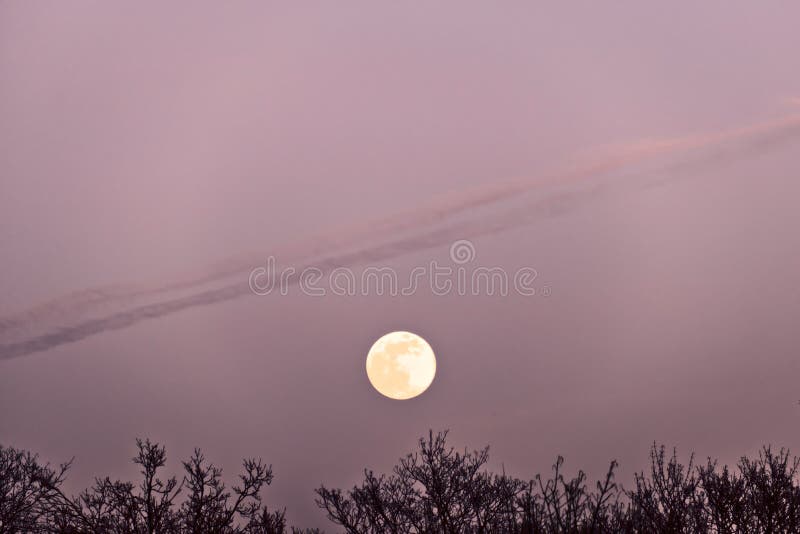 Full Moon Over Trees with Purple Sky Stock Photo - Image of australia ...