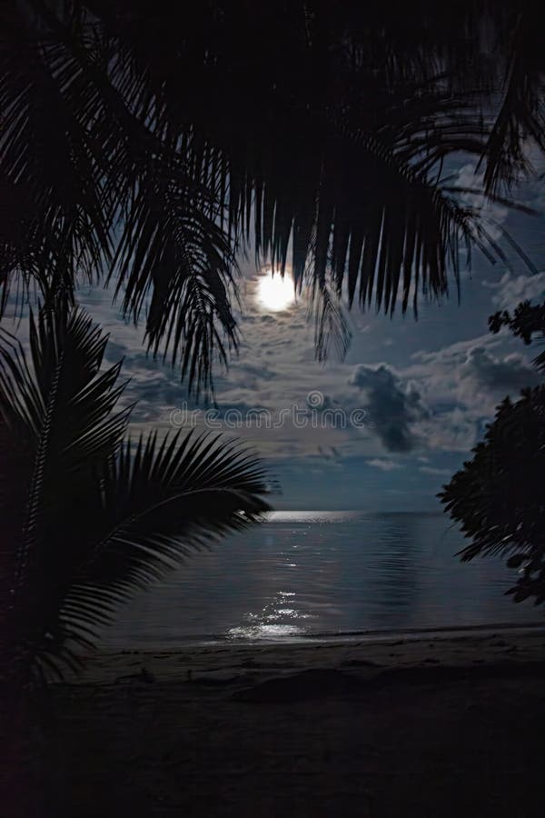 Full Moon Over a Tropical Beach Framed by Palm Trees Stock Photo ...