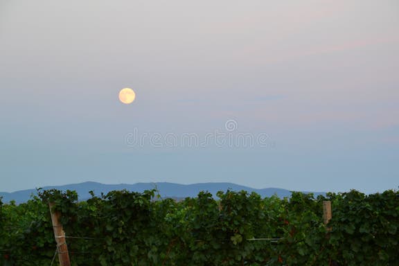 Full moon over vineyard stock photo. Image of night, rural - 21641526