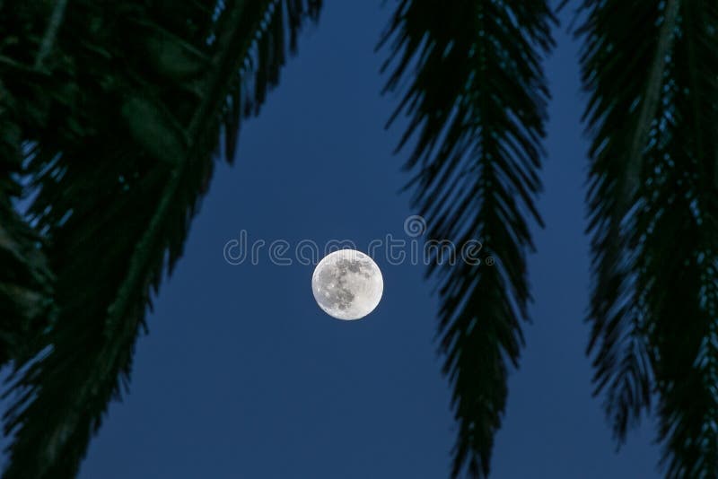 Paradise Moon stock image. Image of resort, relax, fern - 2981503 Paradise Moon stock image. Image of resort, relax, fern - 2981503