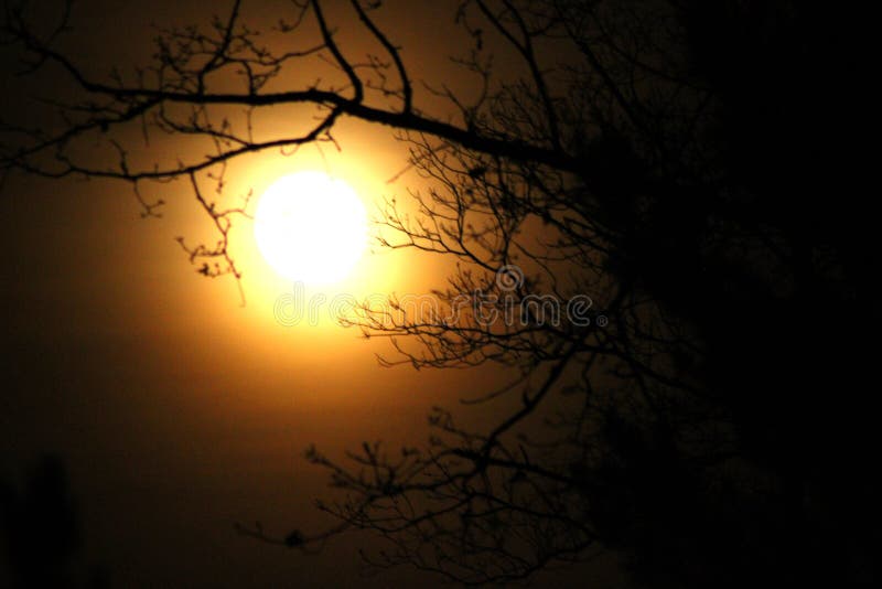 The Full Moon between Trees at Night. Stock Photo - Image of tree ...