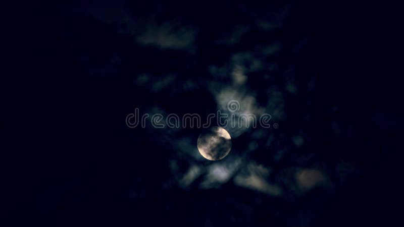 The Full Moon Peeps through the Branches of Palm Trees and Exotic Trees ...