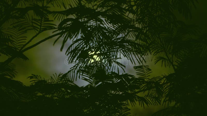 The Full Moon Peeps through the Branches of Palm Trees and Exotic Trees ...