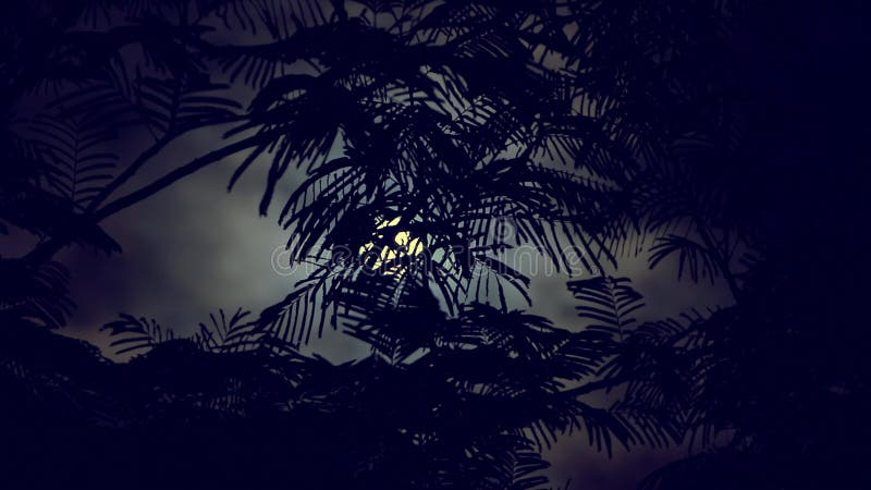 The Full Moon Peeps through the Branches of Palm Trees and Exotic Trees ...