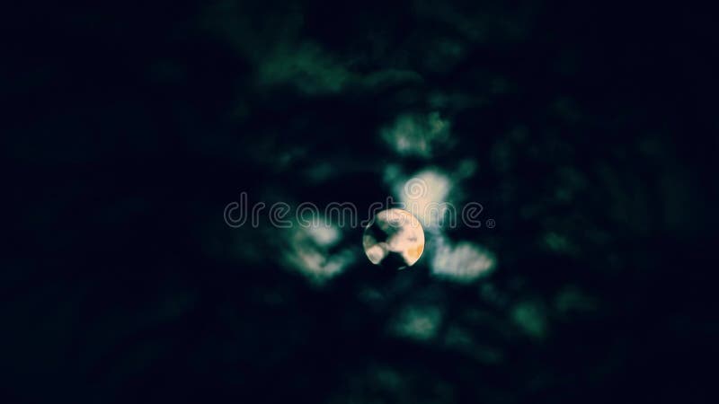 The Full Moon Peeps through the Branches of Palm Trees and Exotic Trees ...