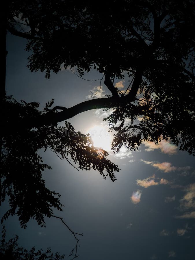 The Full Moon Peeps through the Trees Against the Backdrop of an ...