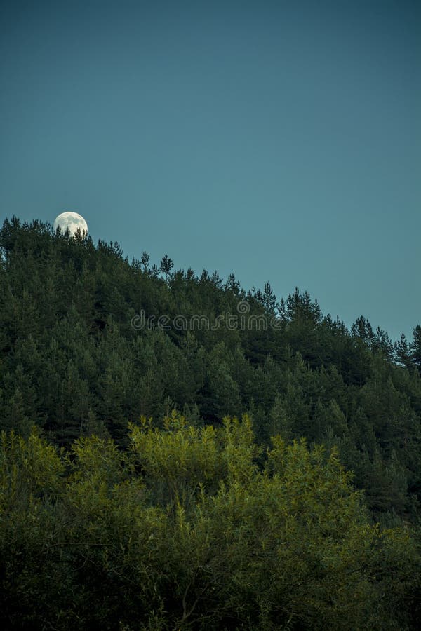 Pine Trees Forest With Full Moon Stock Photo - Image of mountains ...