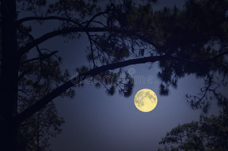 4,109 Moon Pine Tree Photos - Free & Royalty-Free Stock Photos from ...