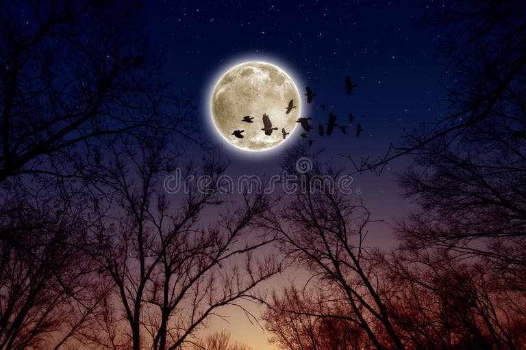 Full moon, ravens stock photo. Image of mystical, beautiful - 29585382