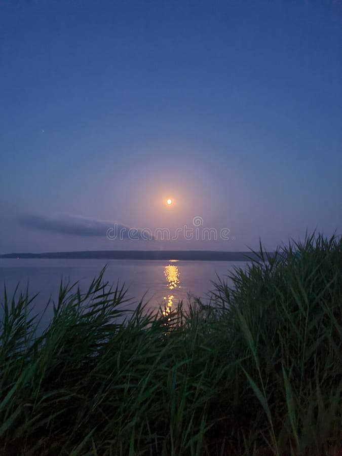 The Full Moon is Reflected in the Glare of the River, Reeds Admire it ...