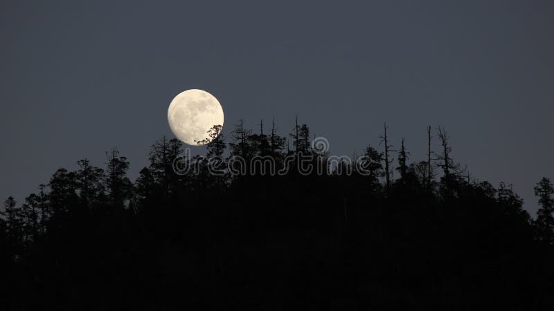 Full Moon Rise Over a Forest Stock Image - Image of moonlight ...