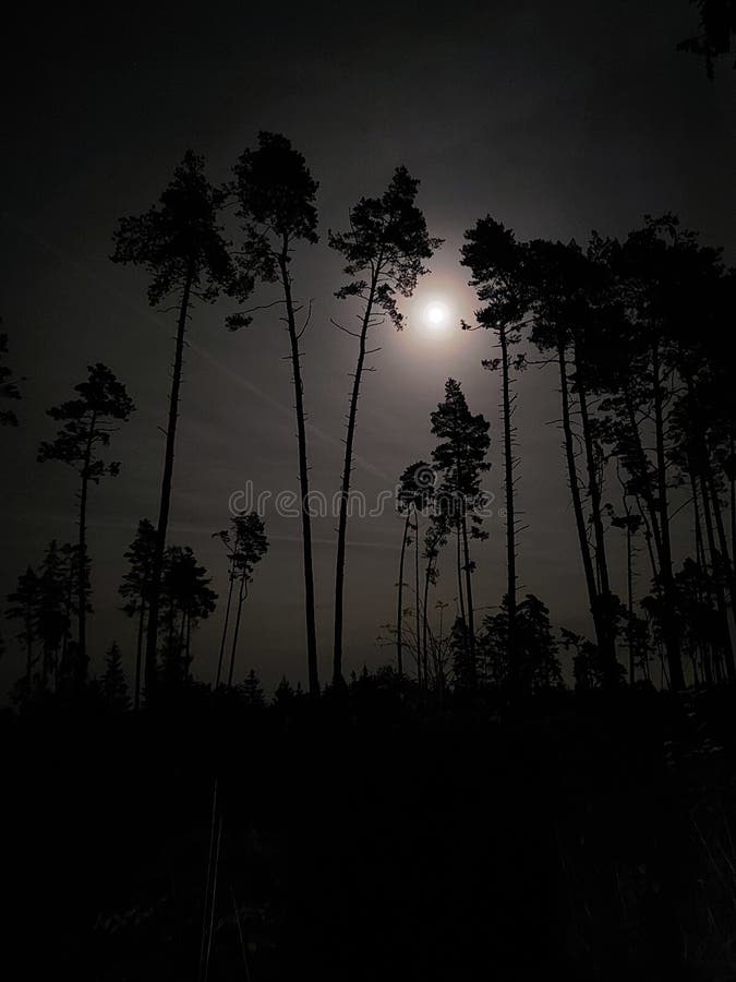 Full moon rise upon pines stock image. Image of rise - 295424169
