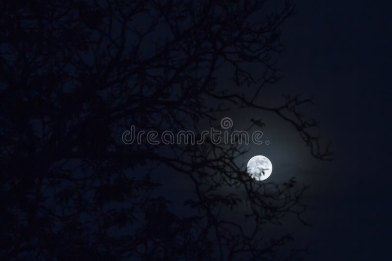 Moonrise Full Moon Behind Tree Branches Stock Image - Image of moving ...