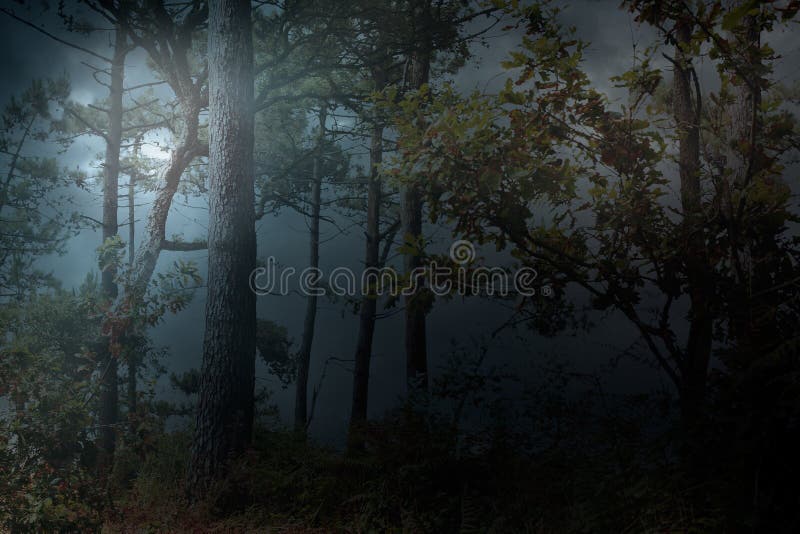 Full Moon Rises Over a Forest on a Misty Night Stock Image - Image of ...