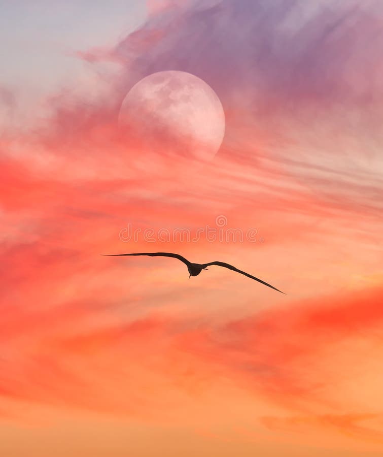 Moon Bird Clouds Vertical stock photo. Image of dusk - 206878492