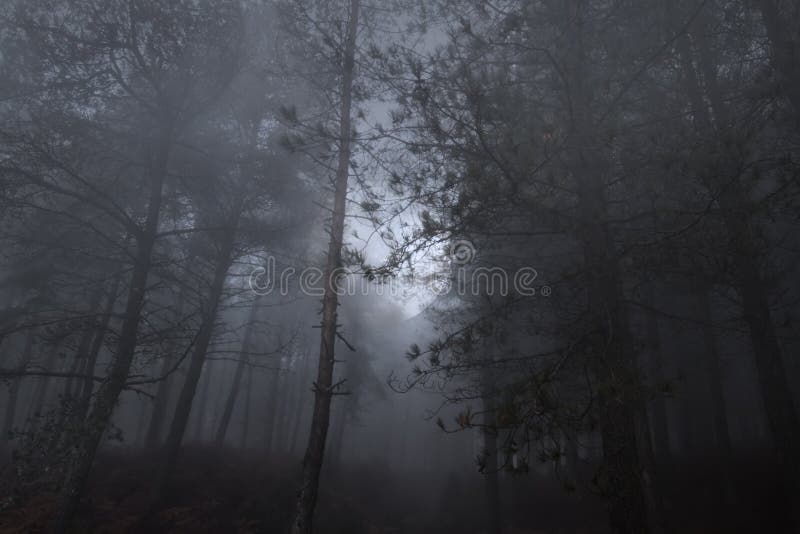 Full Moon Rising in a Myst Woods Stock Image - Image of moonlight ...