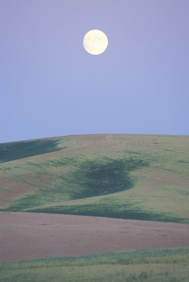 A Full Moon Rising Over Pea Fields Stock Photo - Image of dawn, rise ...