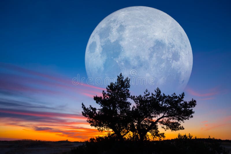 Full Moon Rising Over the Pine Tree Silhouette Stock Image - Image of ...
