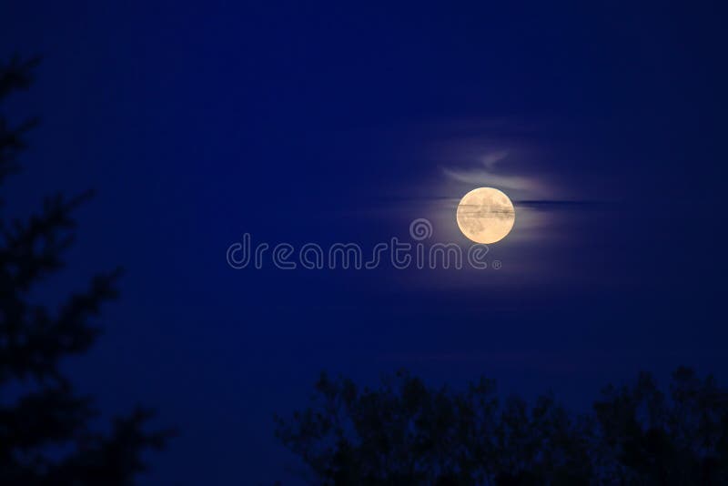 Full Moon Rising Over Tree Branches Stock Image - Image of black ...