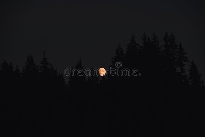 236 Full Moon Rising Over Trees Stock Photos - Free & Royalty-Free ...
