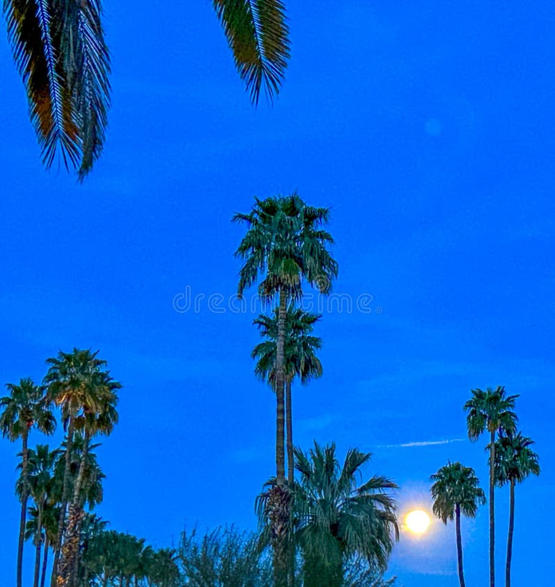 Full Moon Rising between Palm Trees and Blue Sky Stock Photo - Image of ...