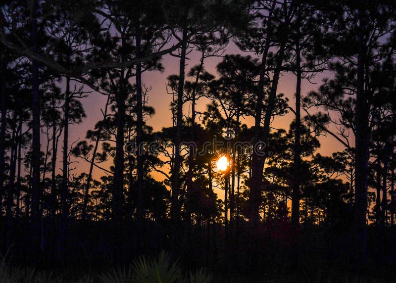 Full Moon Rising in a Florida Scrub Pine Forest Stock Photo - Image of ...