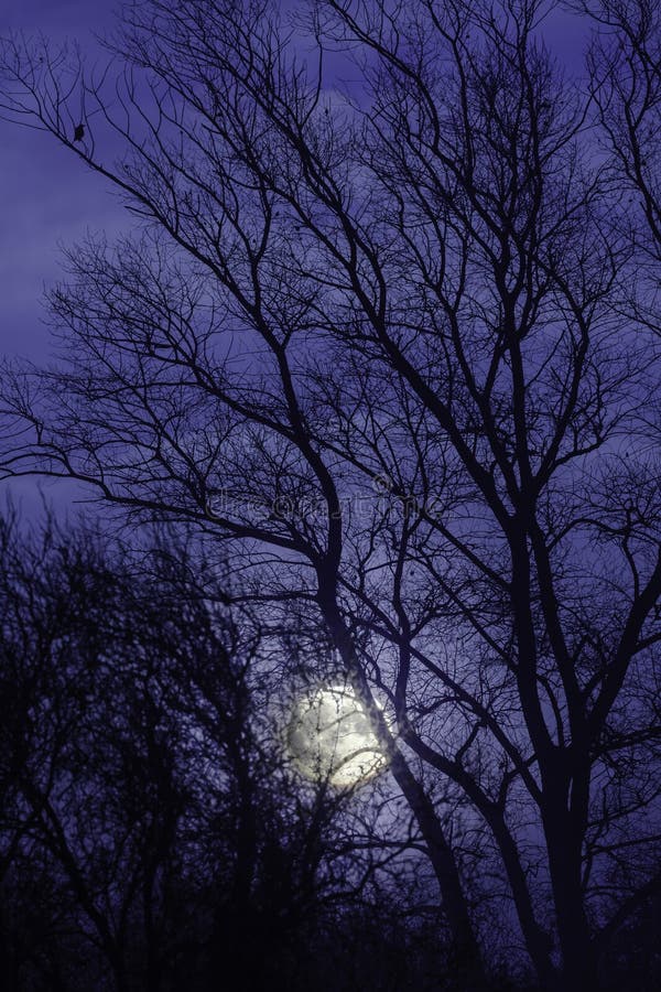 Full Moon Rising through Trees Stock Image - Image of clouds ...
