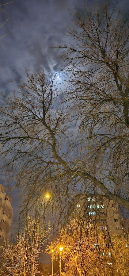 Full Moon between the Trees and Clouds Stock Photo - Image of ...