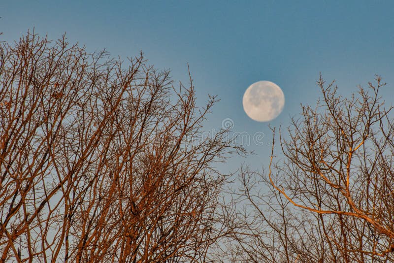 Full Moon Setting Behind Bare Trees on a Winter Morning. Stock Photo ...