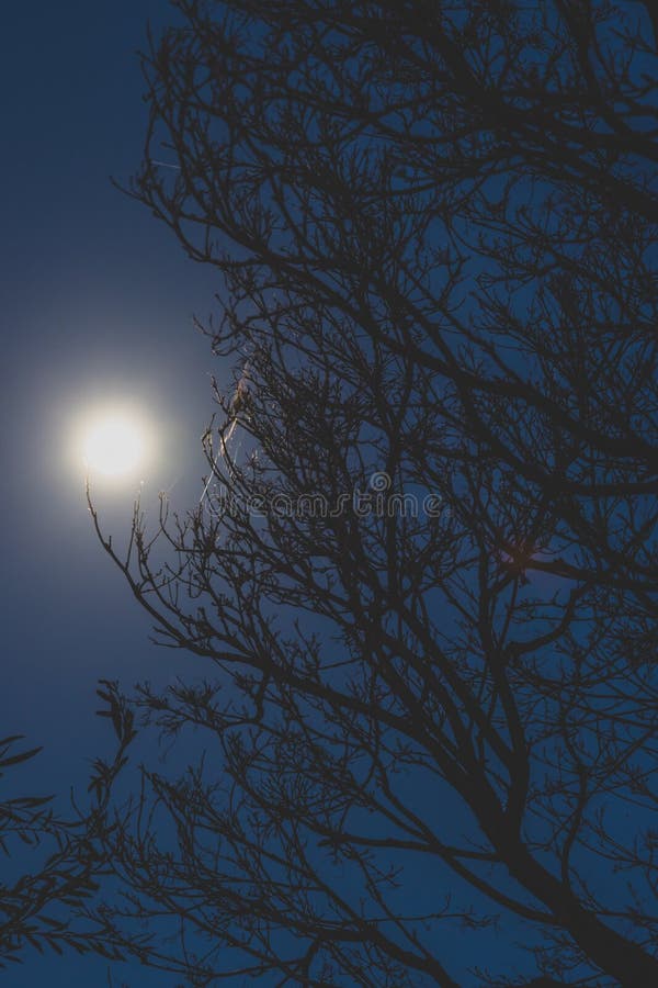 Full Moon Shining Bright Over Bare Tree Branches in the Darkeness Stock ...