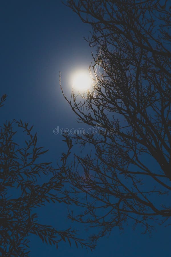 Full Moon Shining Bright Over Bare Tree Branches in the Darkeness Stock ...