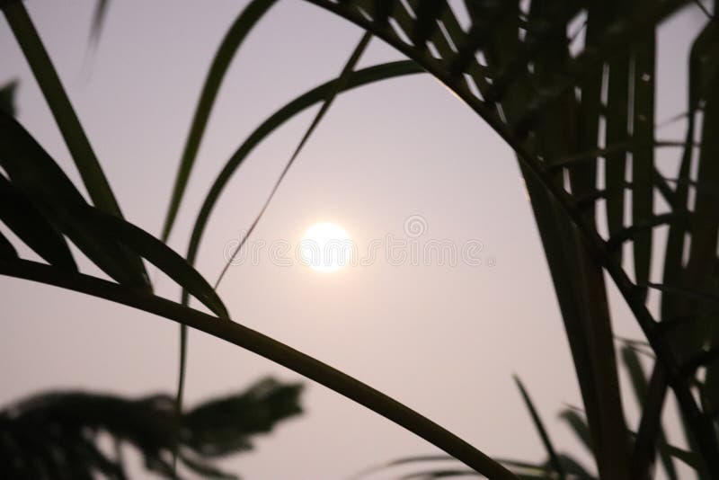 Full Moon Shining through the Leaves Stock Image - Image of moon ...