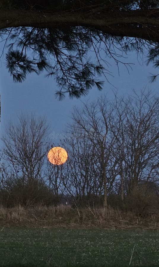 Full Moon Shining through Trees Stock Photo - Image of spooky, full ...