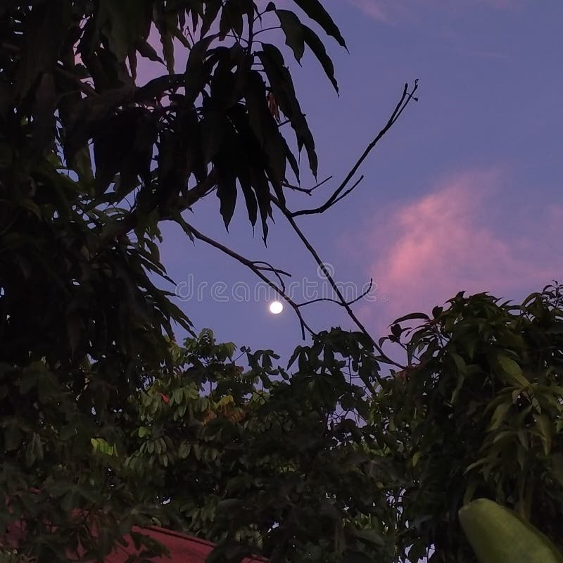 Full Moon Shot from a Far with Branches and Trees Stock Image - Image ...