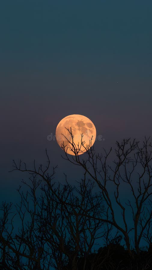 Full Moon Silhouette Against Twilight Sky And Acacia Branches Stock Illustration Illustration