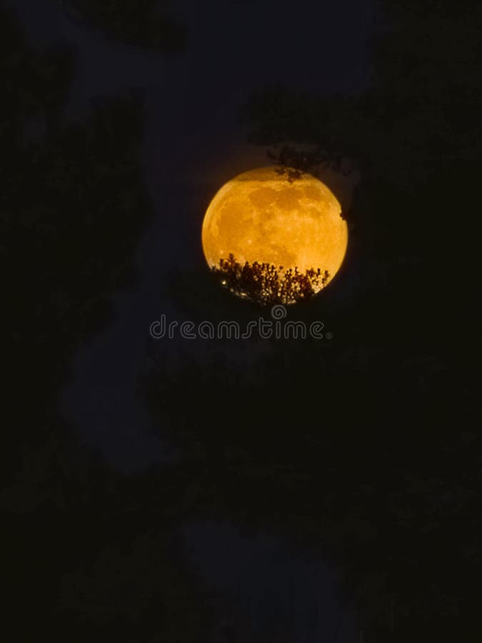 Full Moon on the Sky with Silhouette Tree, Vertical Stock Image - Image ...