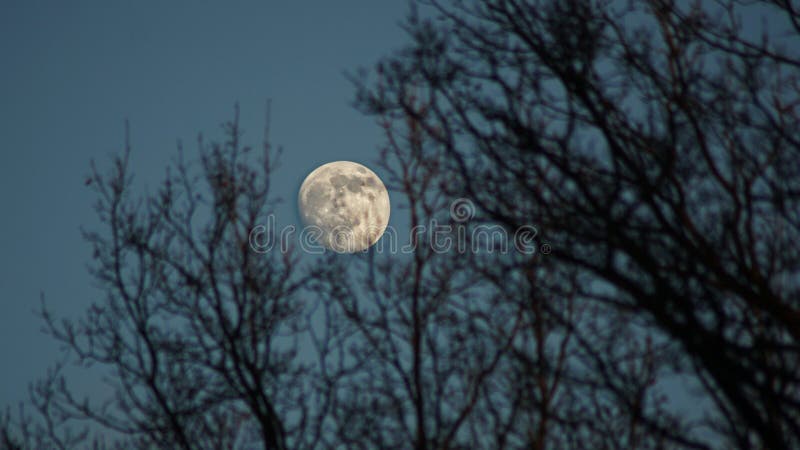 Detailed Full Moon with a Tree Stock Photo - Image of silhouette, night ...