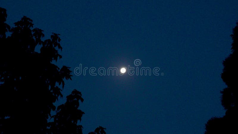 Full Moon with Small Cloud Framed by Trees, Camera Zooming Stock Video ...