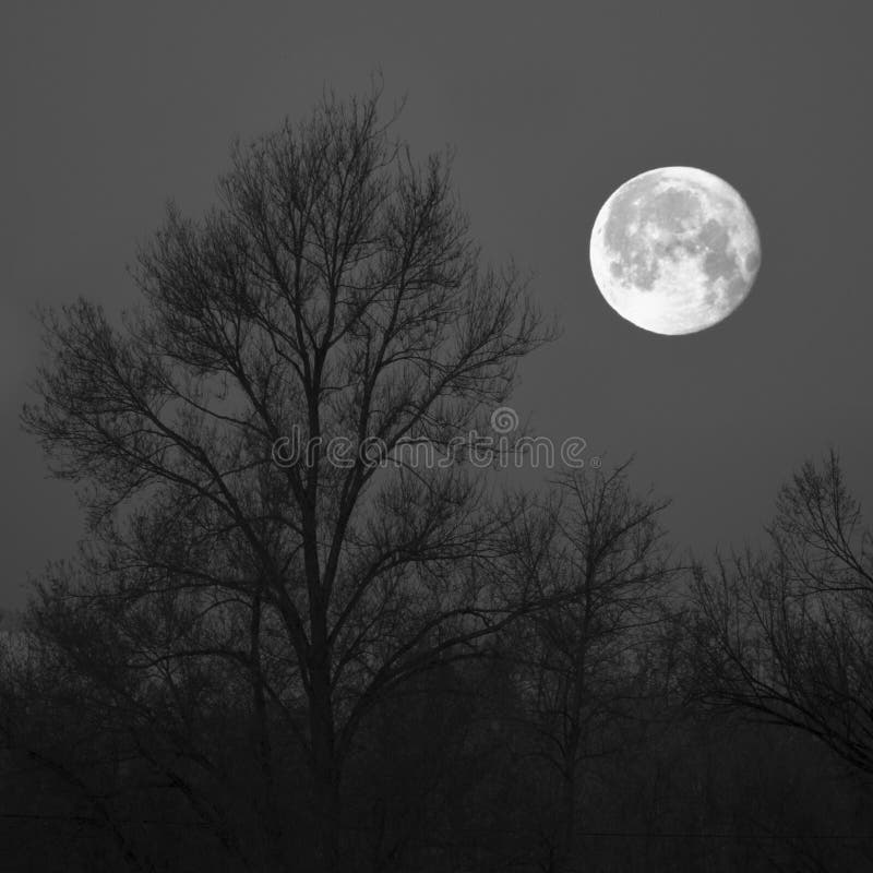 Full Moon and Tree stock image. Image of tree, fullmoon - 29020329