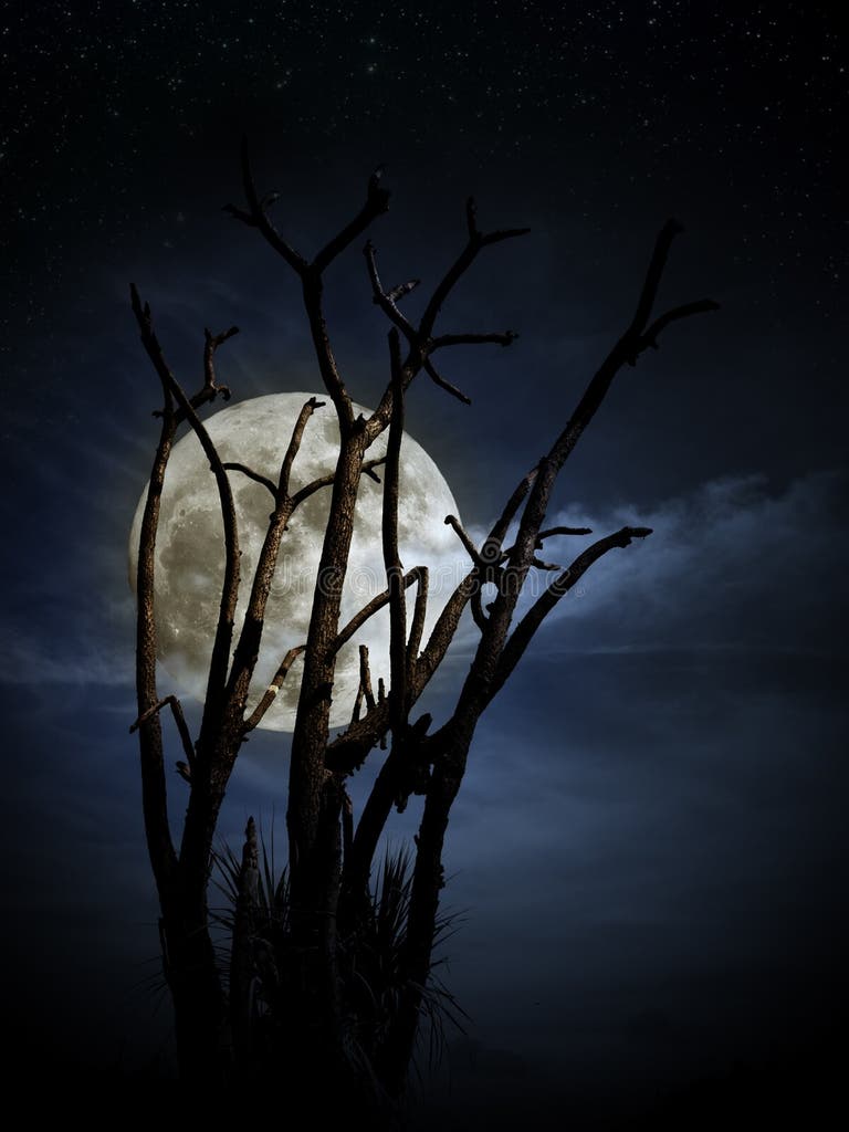 919 Full Moon Dead Tree Silhouette Stock Photos - Free & Royalty-Free ...