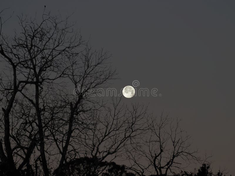 Full Moon and Tree Branches at Early Dawn Stock Photo - Image of dawn ...