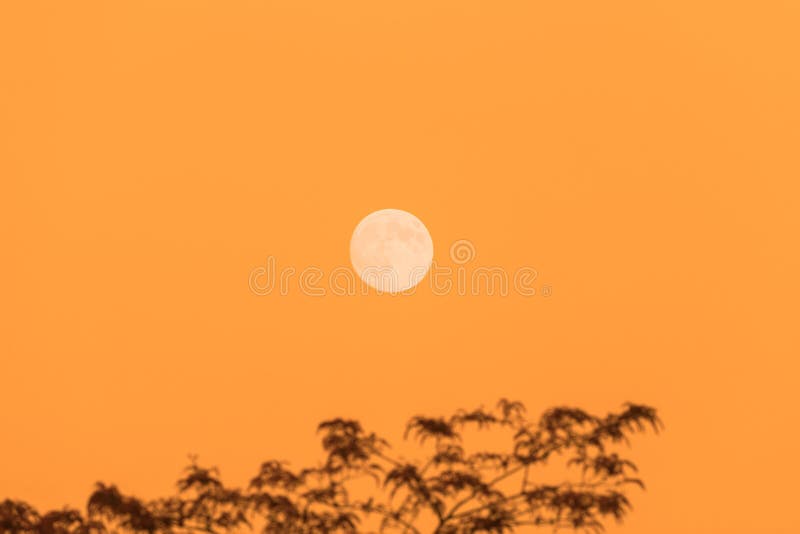 Full Moon and Tree, Copy Space, Orange Evening Sky Stock Photo - Image ...
