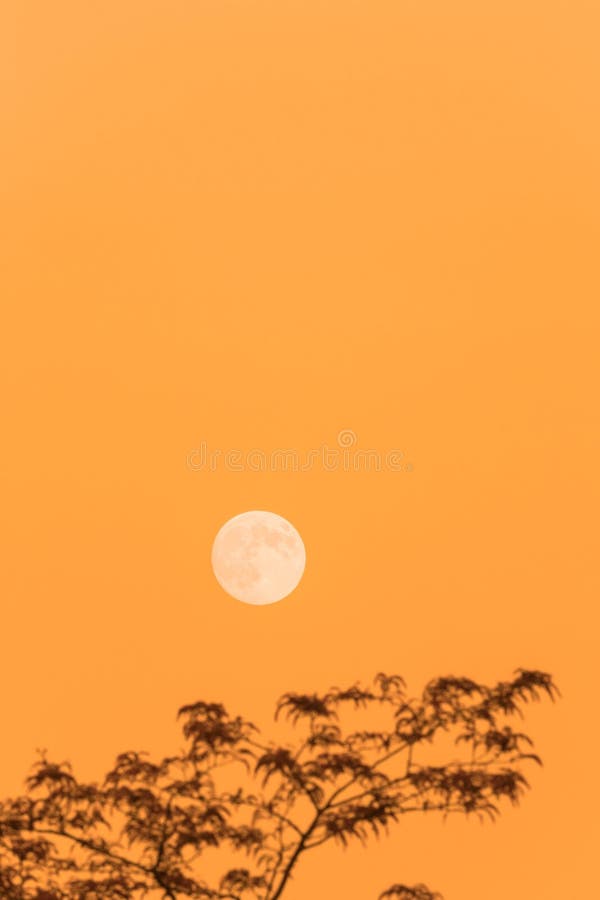 Full Moon and Tree, Copy Space, Orange Evening Sky Stock Photo - Image ...