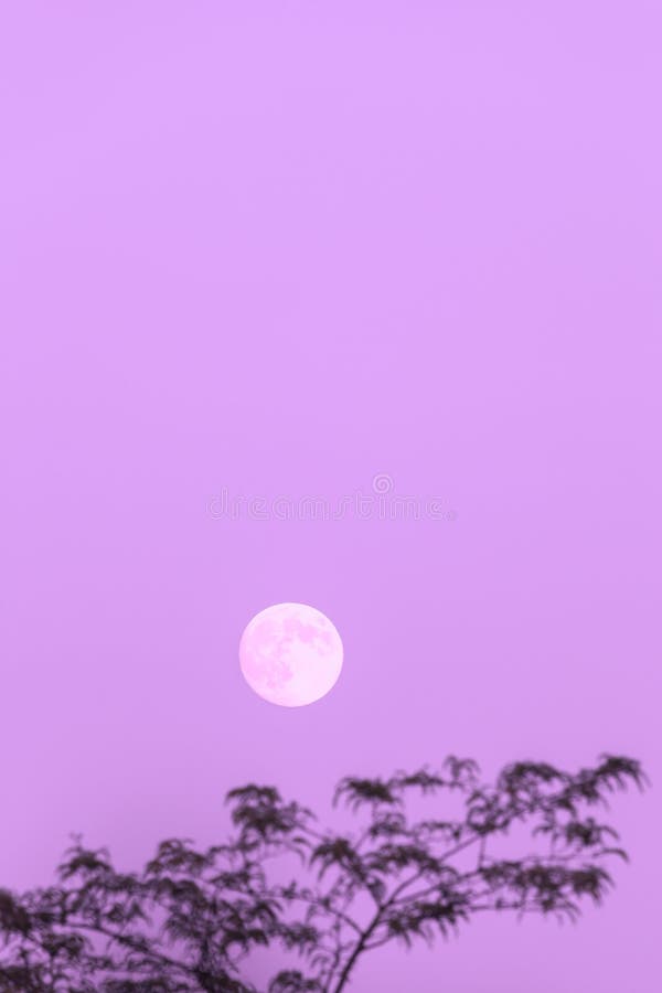 Full Moon and Tree, Copy Space, Violet Evening Sky Stock Image - Image ...