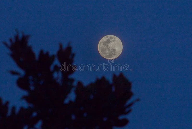 Night moon, and tree stock image. Image of bright, horizon - 139879495