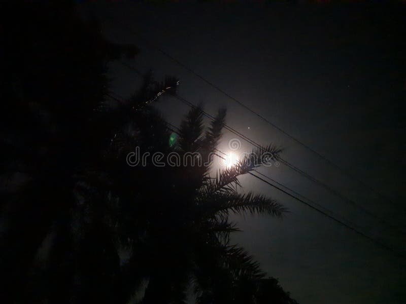 Full Moon and trees stock image. Image of light, tree - 231310701