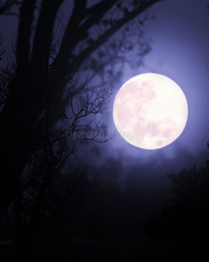 Full Moon among trees stock photo. Image of cosmos, astronomy - 7002448