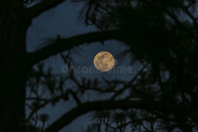 Full Moon through the Trees Stock Image - Image of peaceful, trees ...